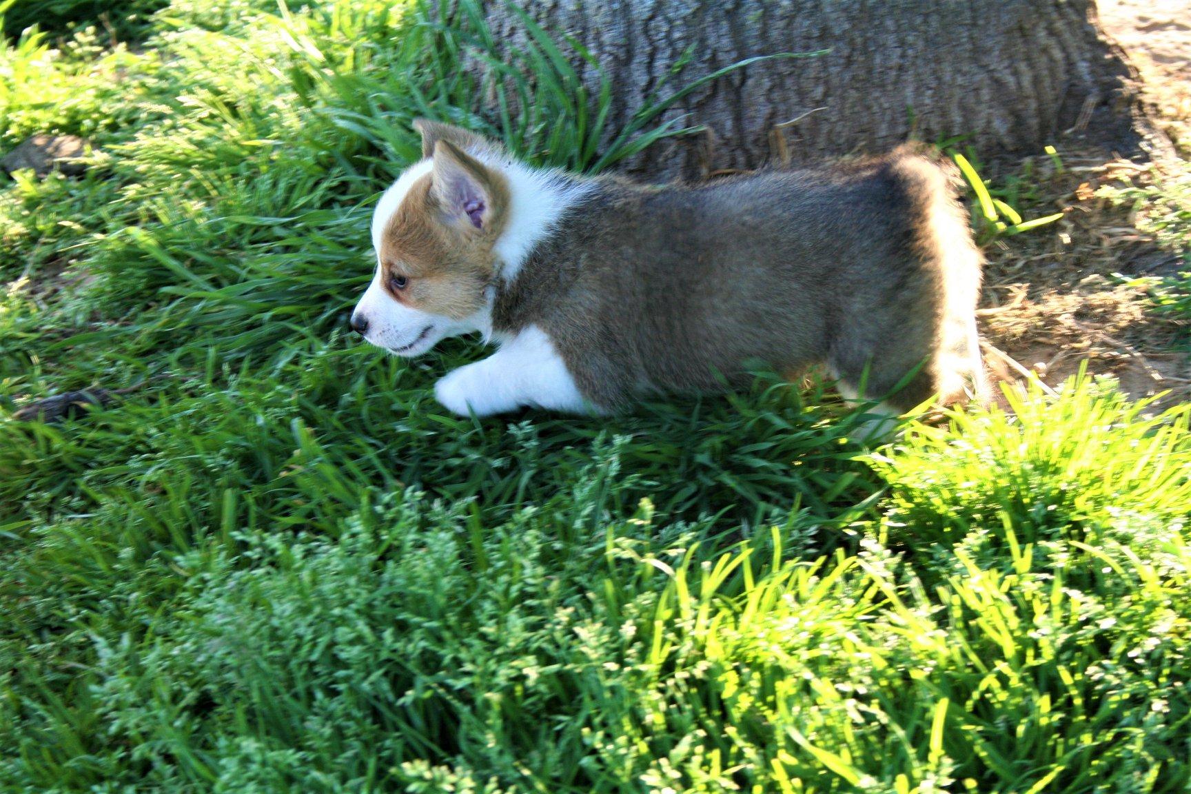 Texas Corgis in Texas | Pembroke Welsh Corgi puppies | Good Dog