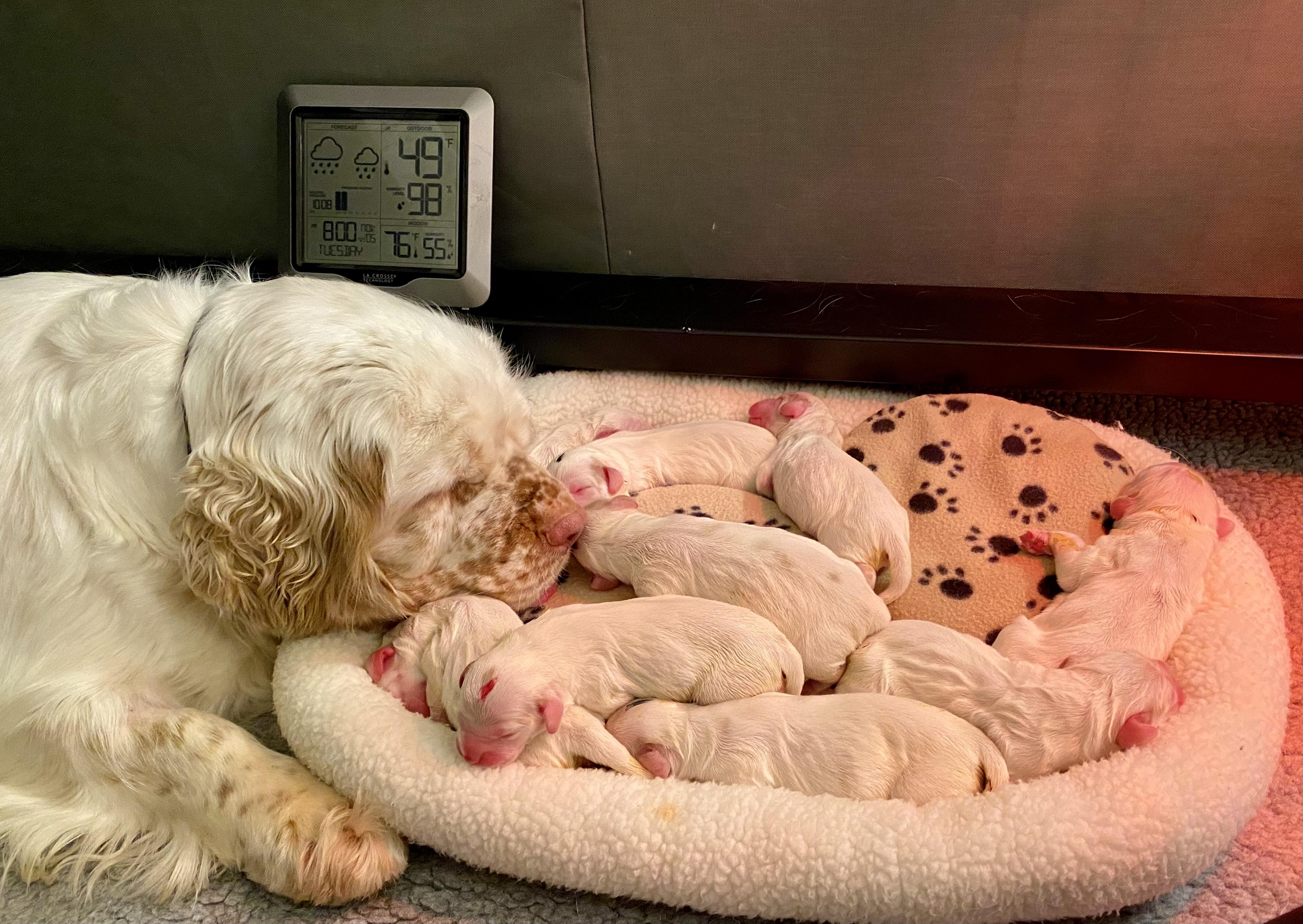 Lemontree Clumbers in Wisconsin | Clumber Spaniel puppies | Good Dog