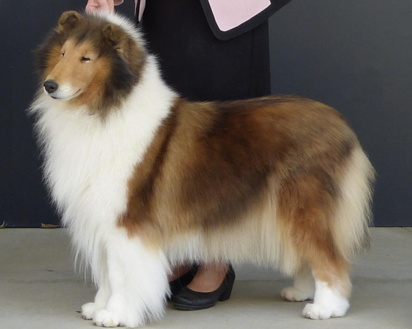 Tapestry Collies in Iowa | Collie puppies | Good Dog