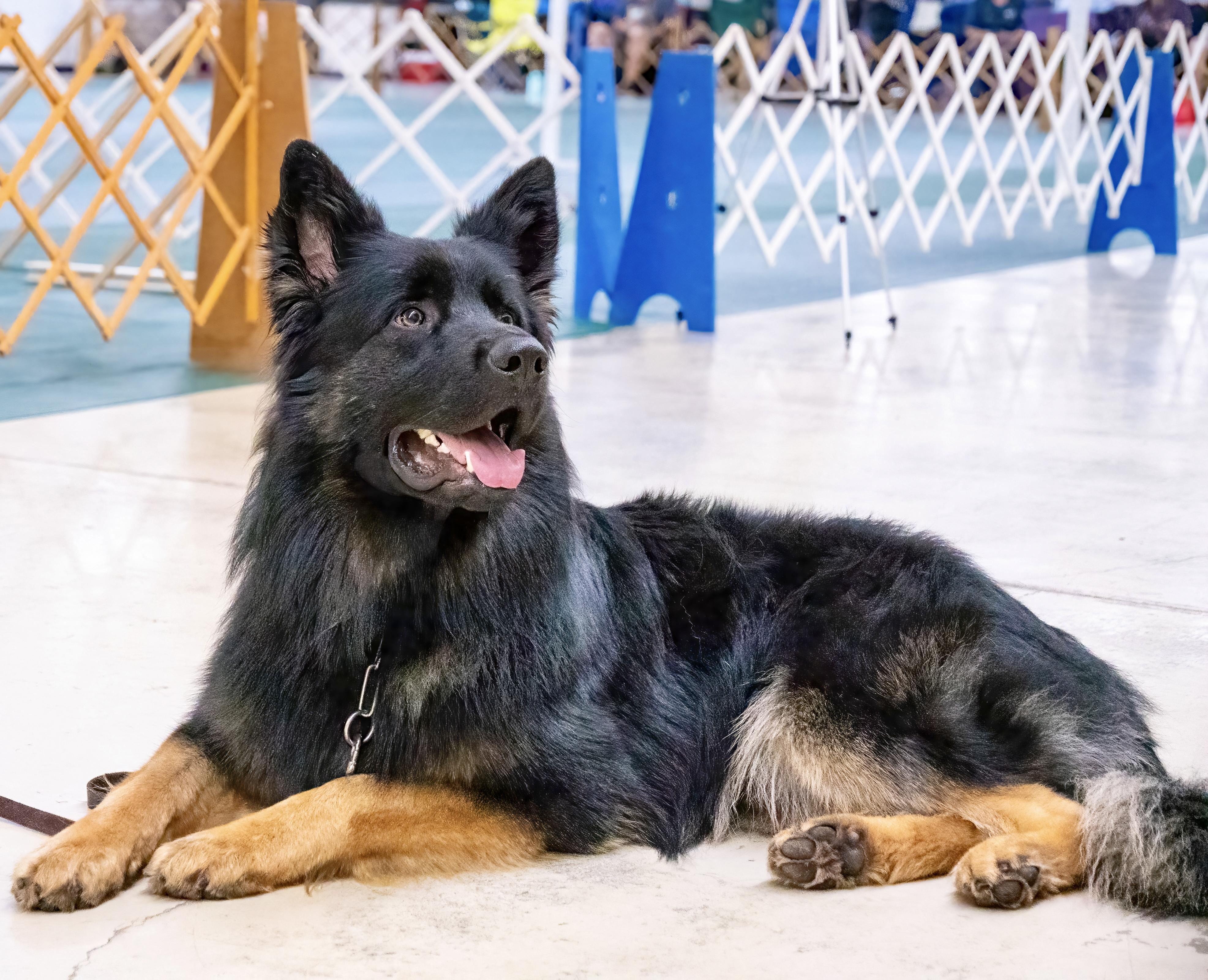 Cottonwood Kennel in Georgia | German Shepherd puppies | Good Dog