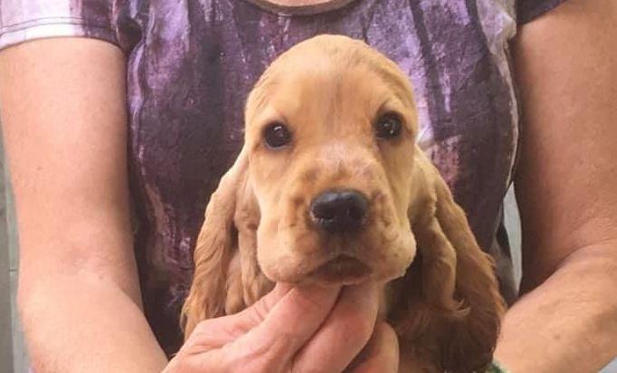 JerabeeEnglish Cockers in Indiana | English Cocker Spaniel puppies ...