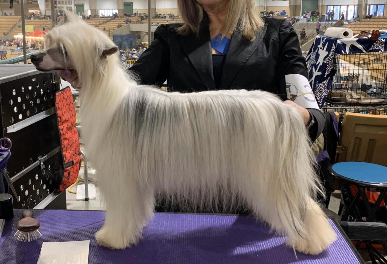 Heartesha in Georgia | Chinese Crested and Yorkshire Terrier puppies ...