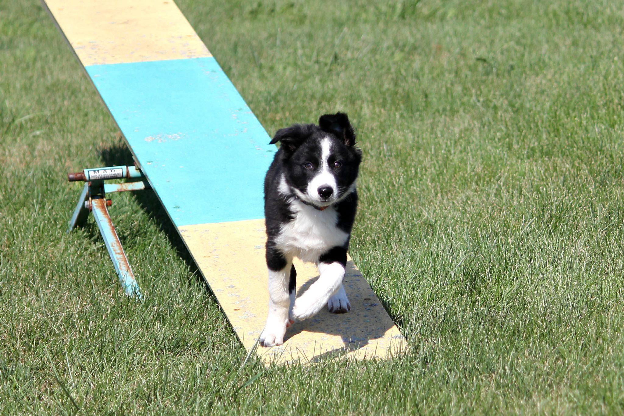 Timeless Border Collies in Virginia | Border Collie puppies | Good Dog