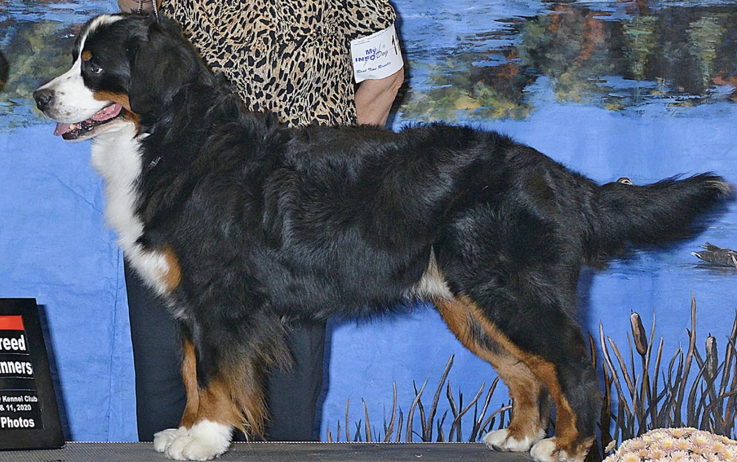 Rivendell Bernese Mountain Dogs in Idaho | Bernese Mountain Dog puppies ...