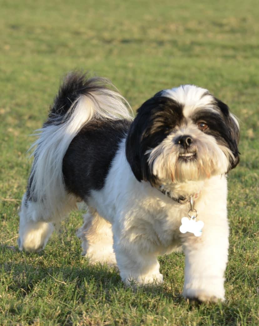 Sara's Lhasa Apsos by the Sea in Florida | Lhasa Apso puppies | Good Dog
