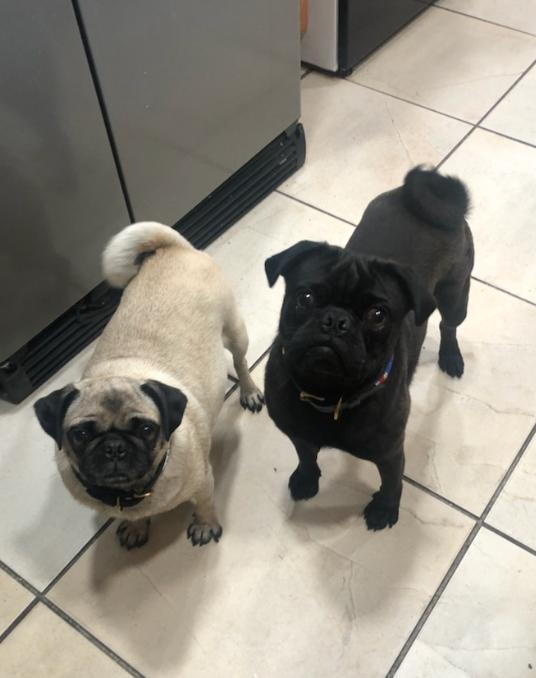 Puggie in Texas | Pug puppies | Good Dog