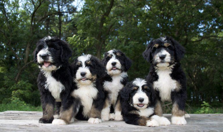 WhiskeyCreek Doodles in South Dakota | Bernedoodle puppies | Good Dog