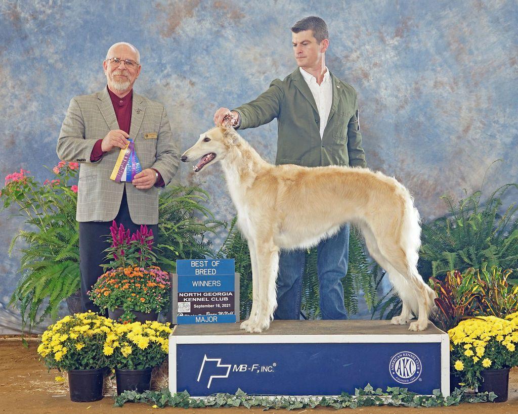 Avalon in Tennessee | Borzoi and Silken Windhound puppies | Good Dog