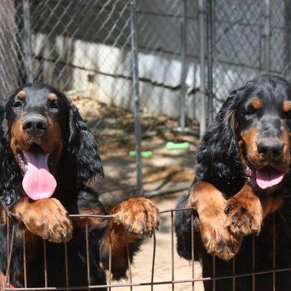 Andelle Farms in Missouri | Gordon Setter puppies | Good Dog