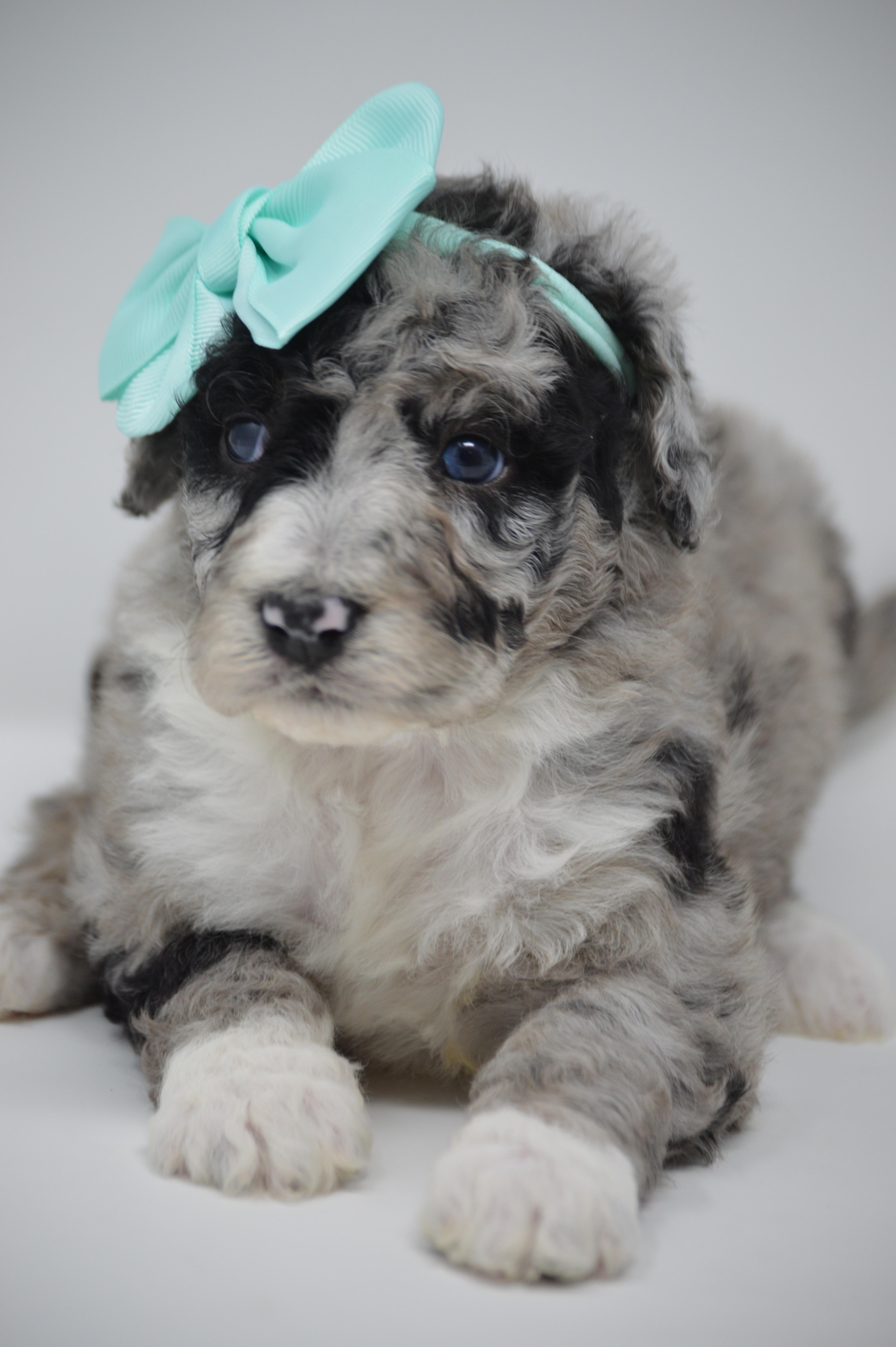 Montanas Mountain Bernedoodles in Montana | Bernedoodle, Cavapoo or ...