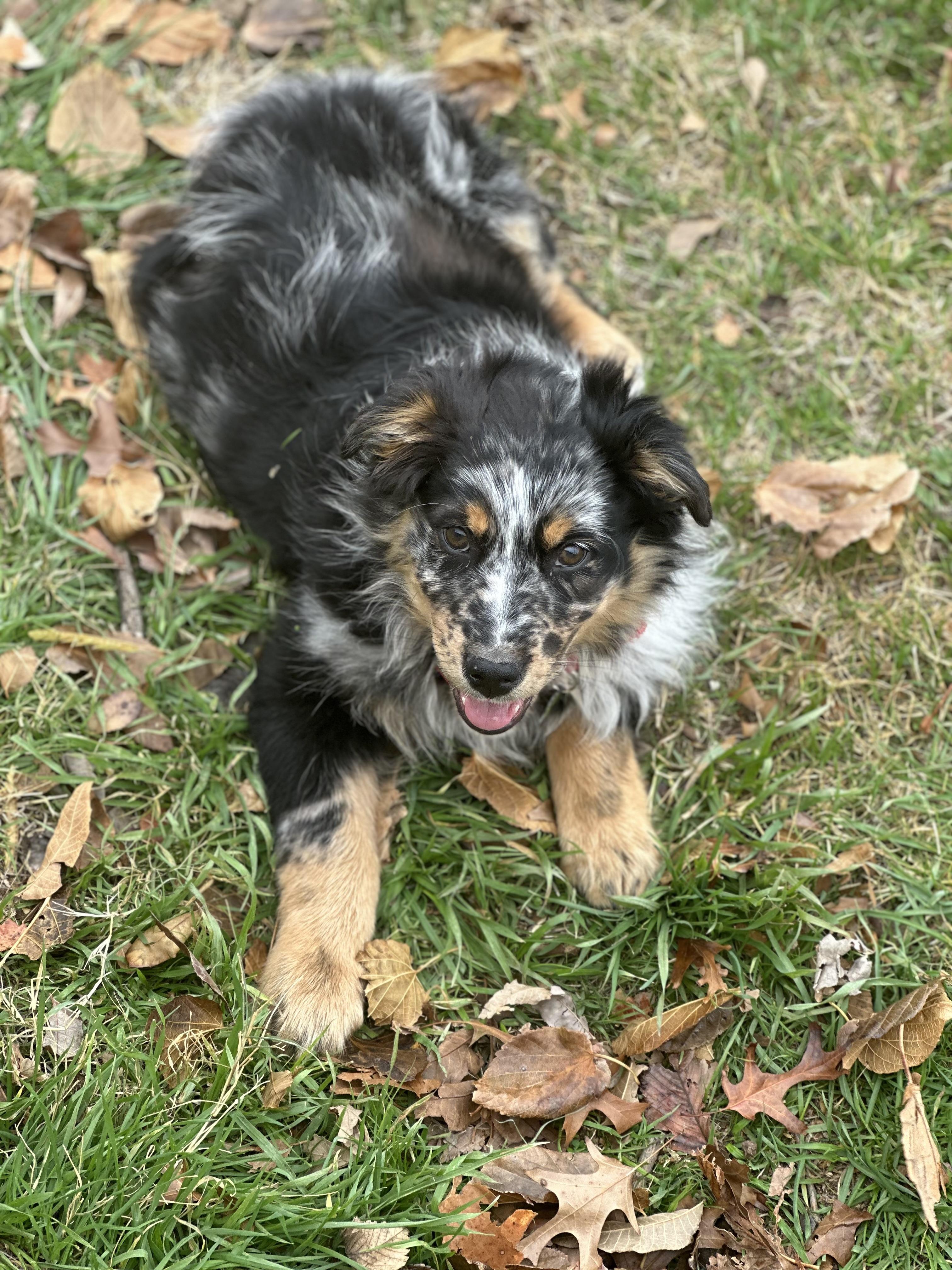 REKN’ Kennel Aussies in Texas | Australian Shepherd puppies | Good Dog