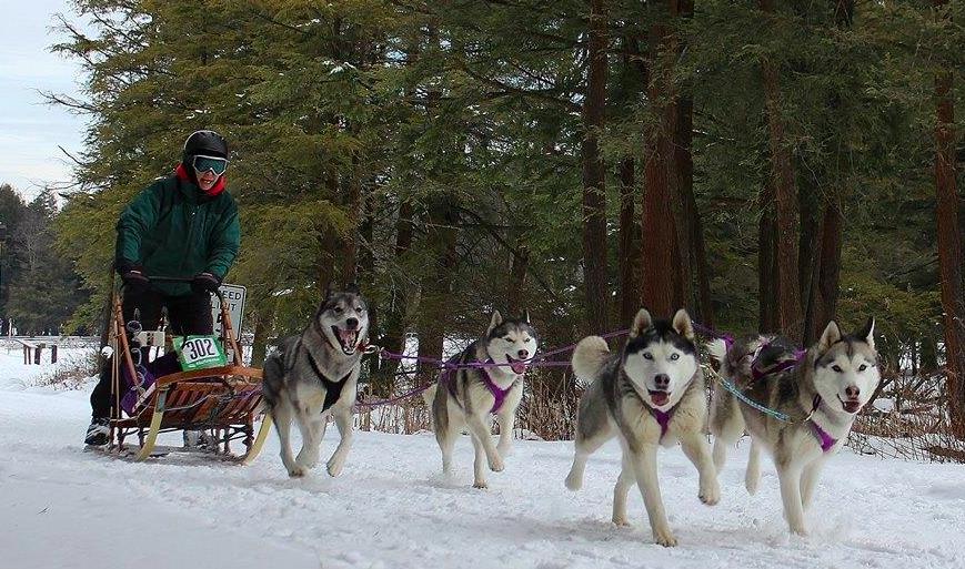 Bernie Rogers in Maryland | Siberian Husky puppies | Good Dog
