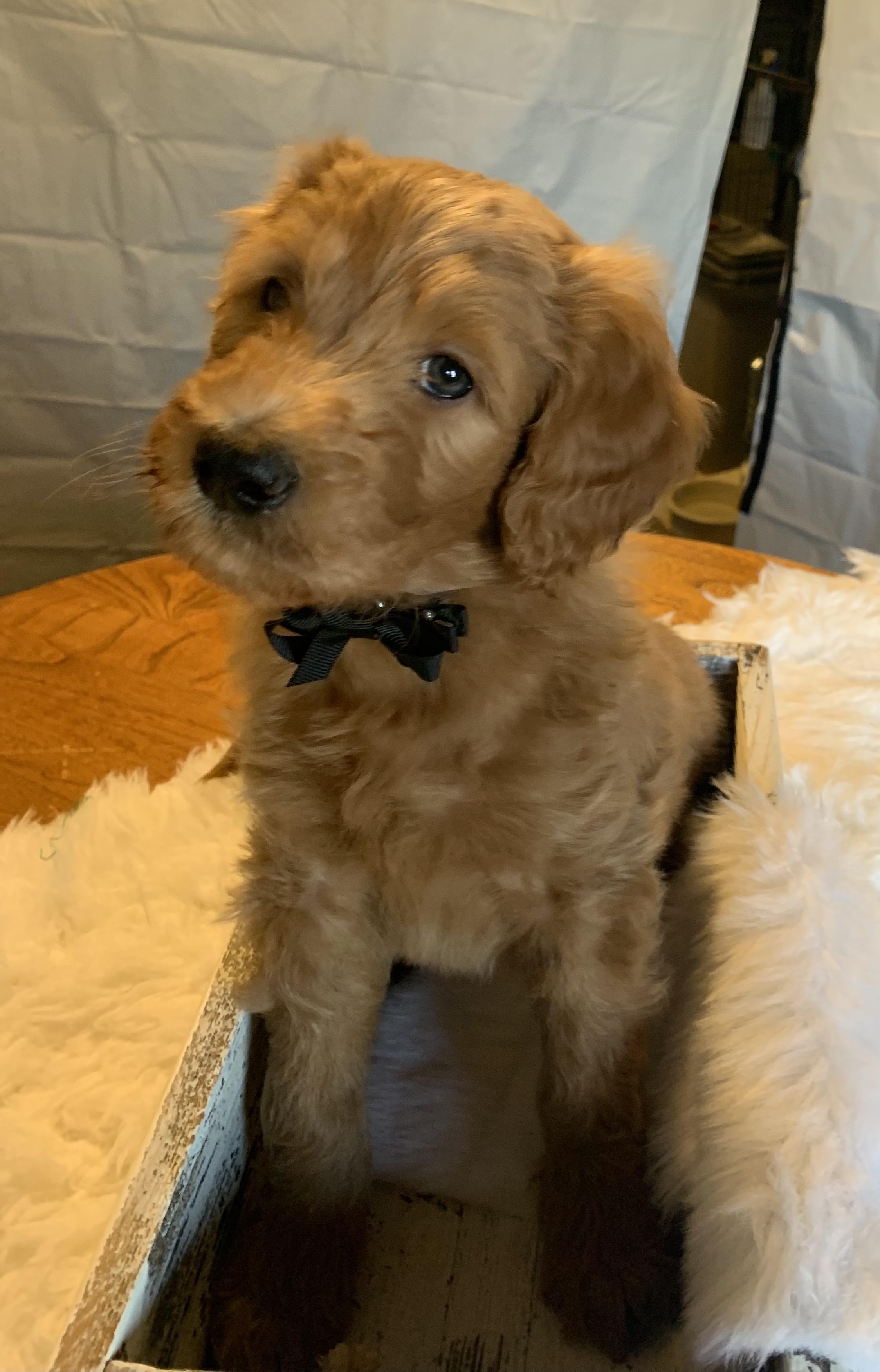 Wright Ranch Doodles in Missouri | Goldendoodle puppies | Good Dog