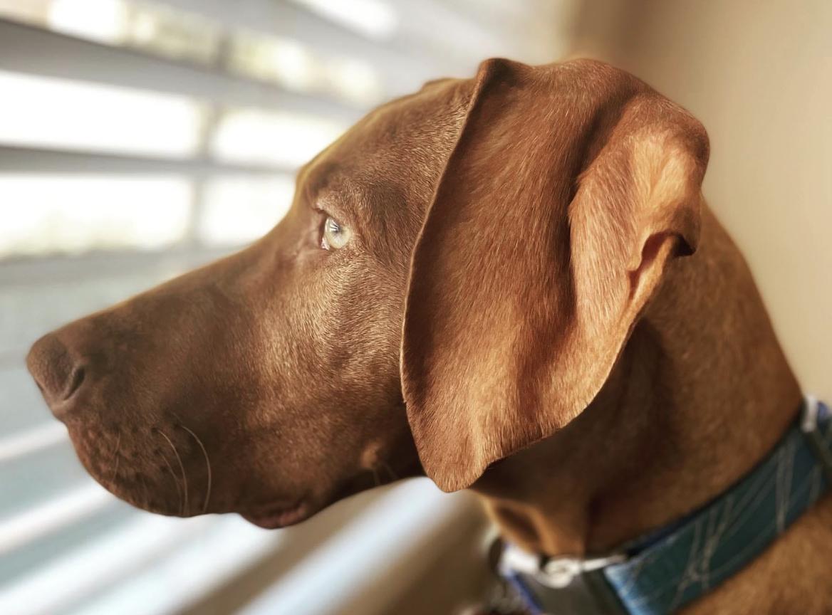 Avellana Vizslas in Texas | Vizsla puppies | Good Dog