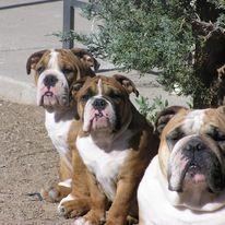Deserthawk Bulldogs in Nevada | Bulldog puppies | Good Dog