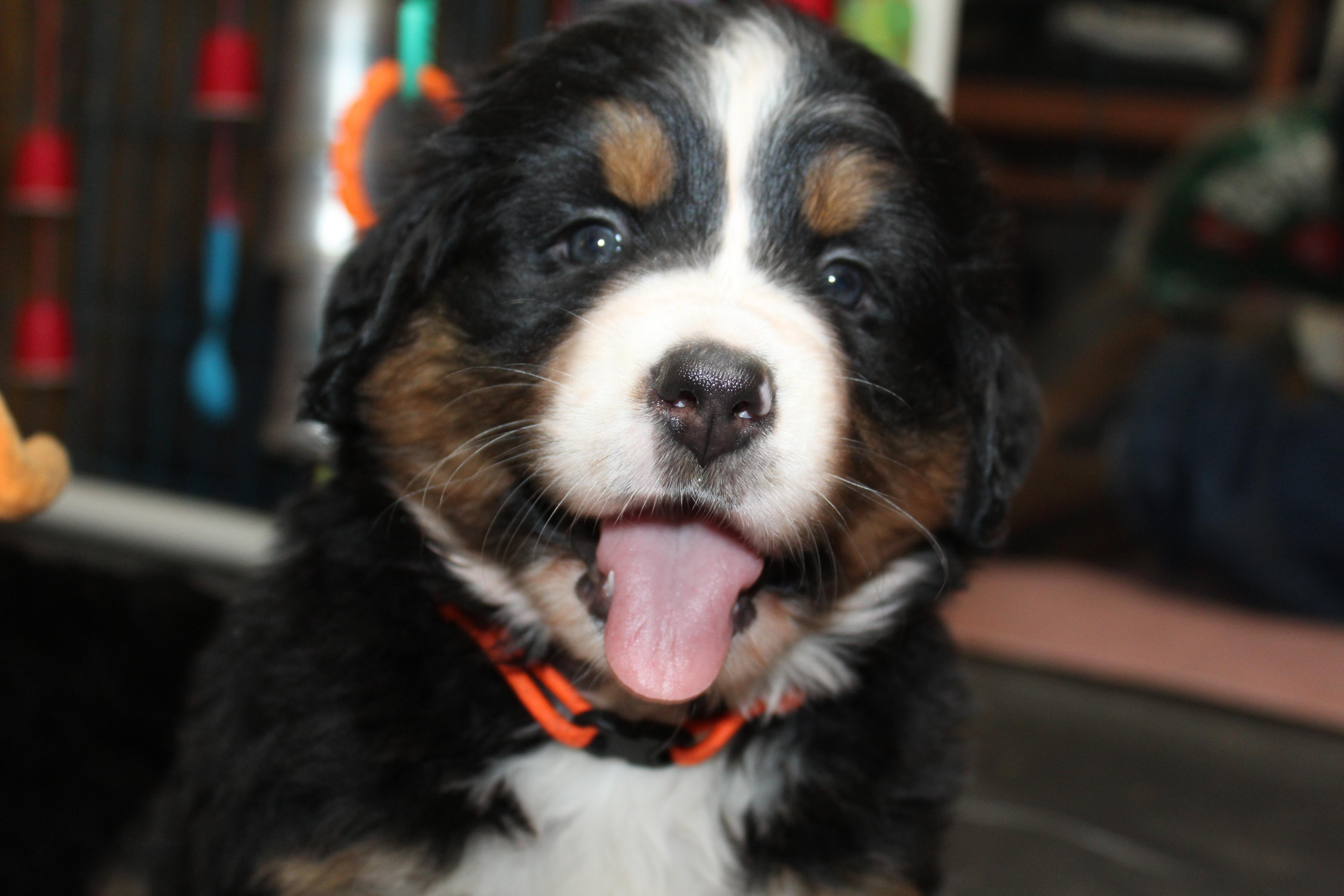 Baby Bear Bernese Kennel in California | Bernese Mountain Dog puppies ...