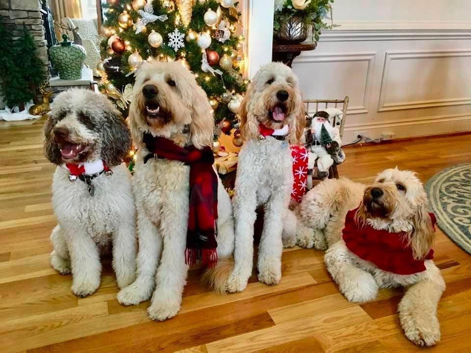 NC Mountain Doodles in North Carolina | Goldendoodle puppies | Good Dog