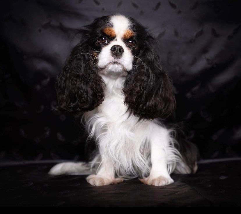 Royal Quin Cavaliers in Kentucky | Cavalier King Charles Spaniel ...