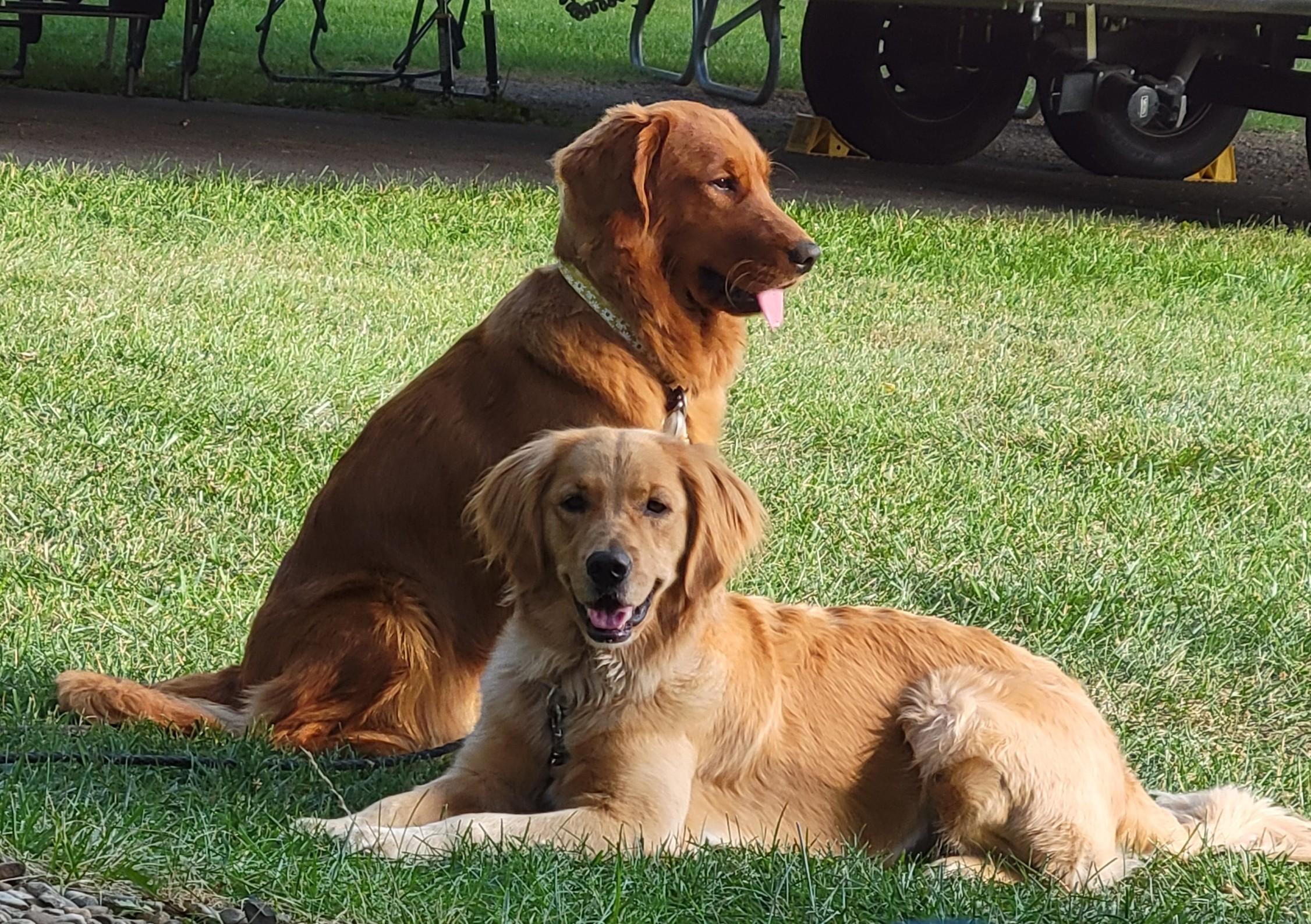 Buckeye Blossom Golden Retrievers in Ohio | Golden Retriever puppies ...