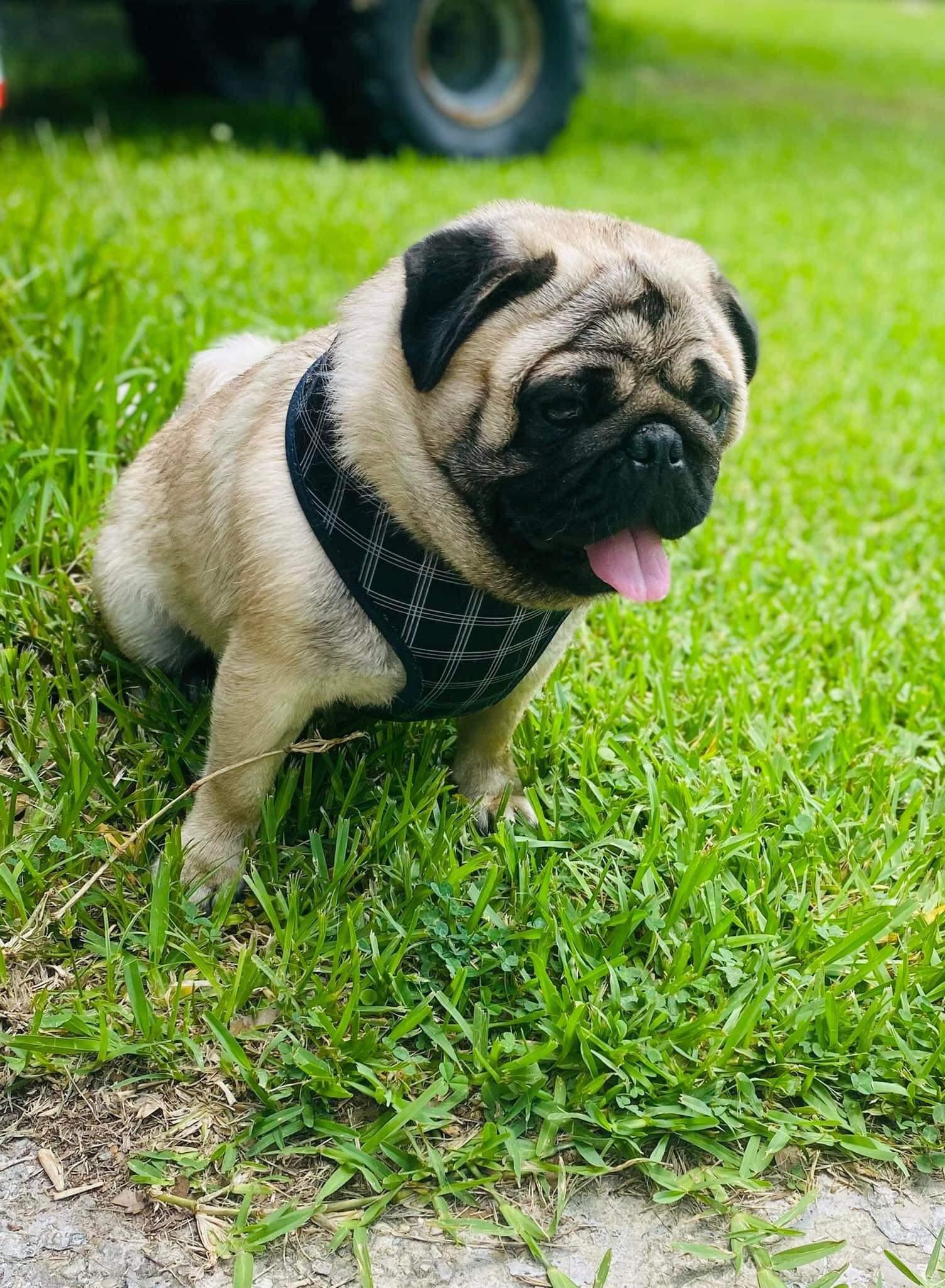 Pugs of Blackfoot in Mississippi | Pug puppies | Good Dog