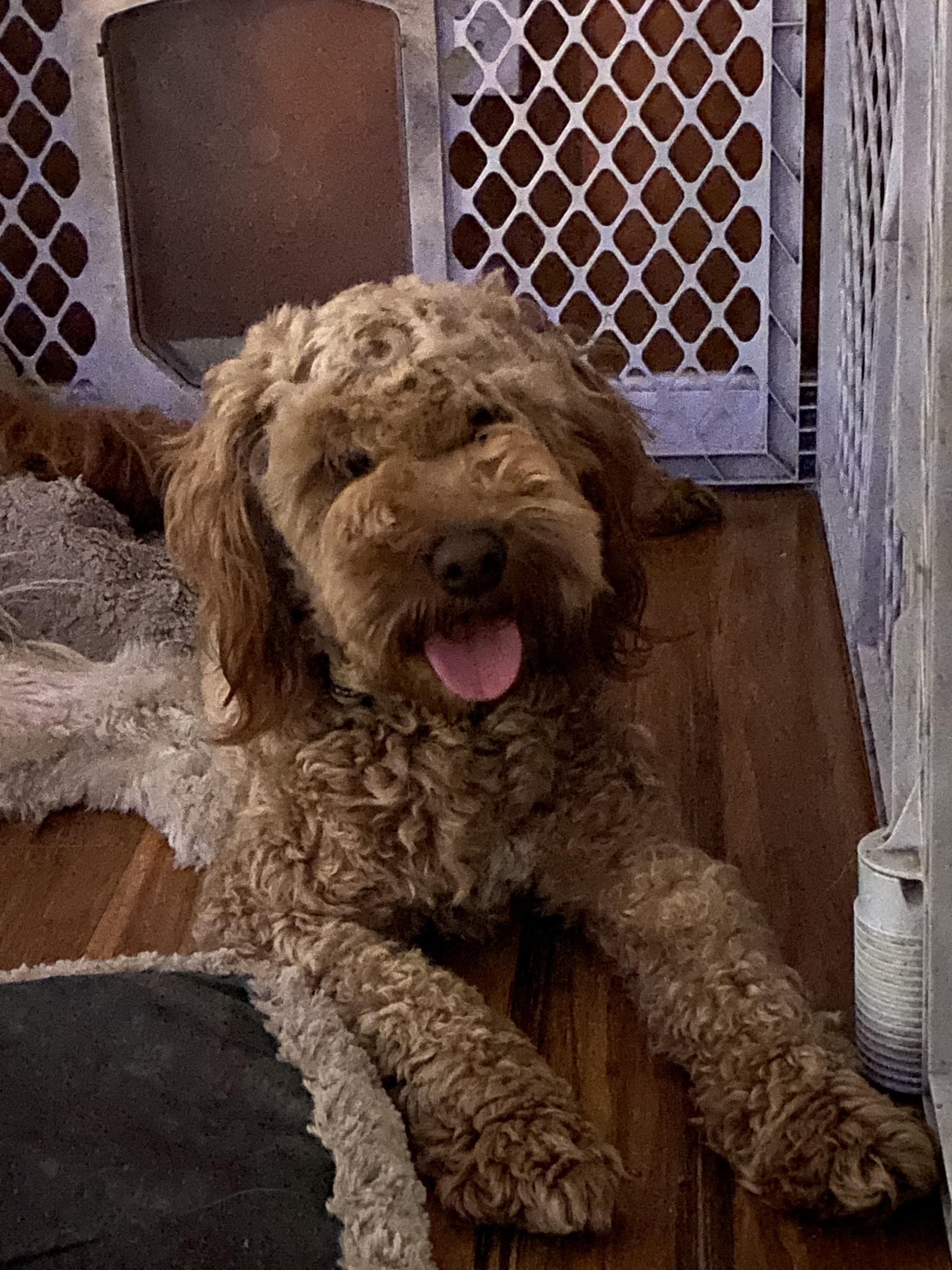 King’s Castle of Doodles in Virginia | Goldendoodle and Poodle puppies ...