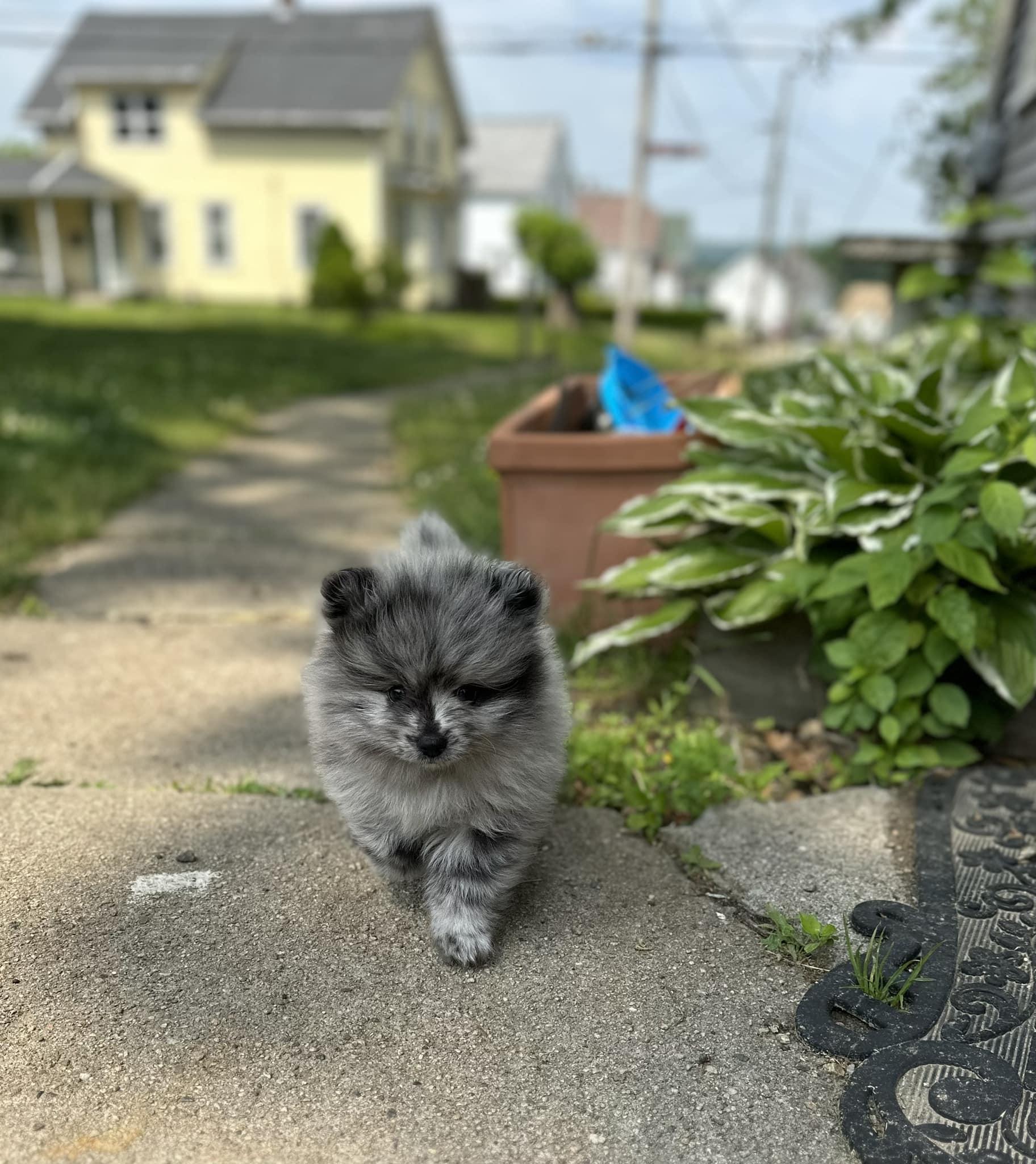 Precious Paws by Jai in Rhode Island | Pomeranian puppies | Good Dog