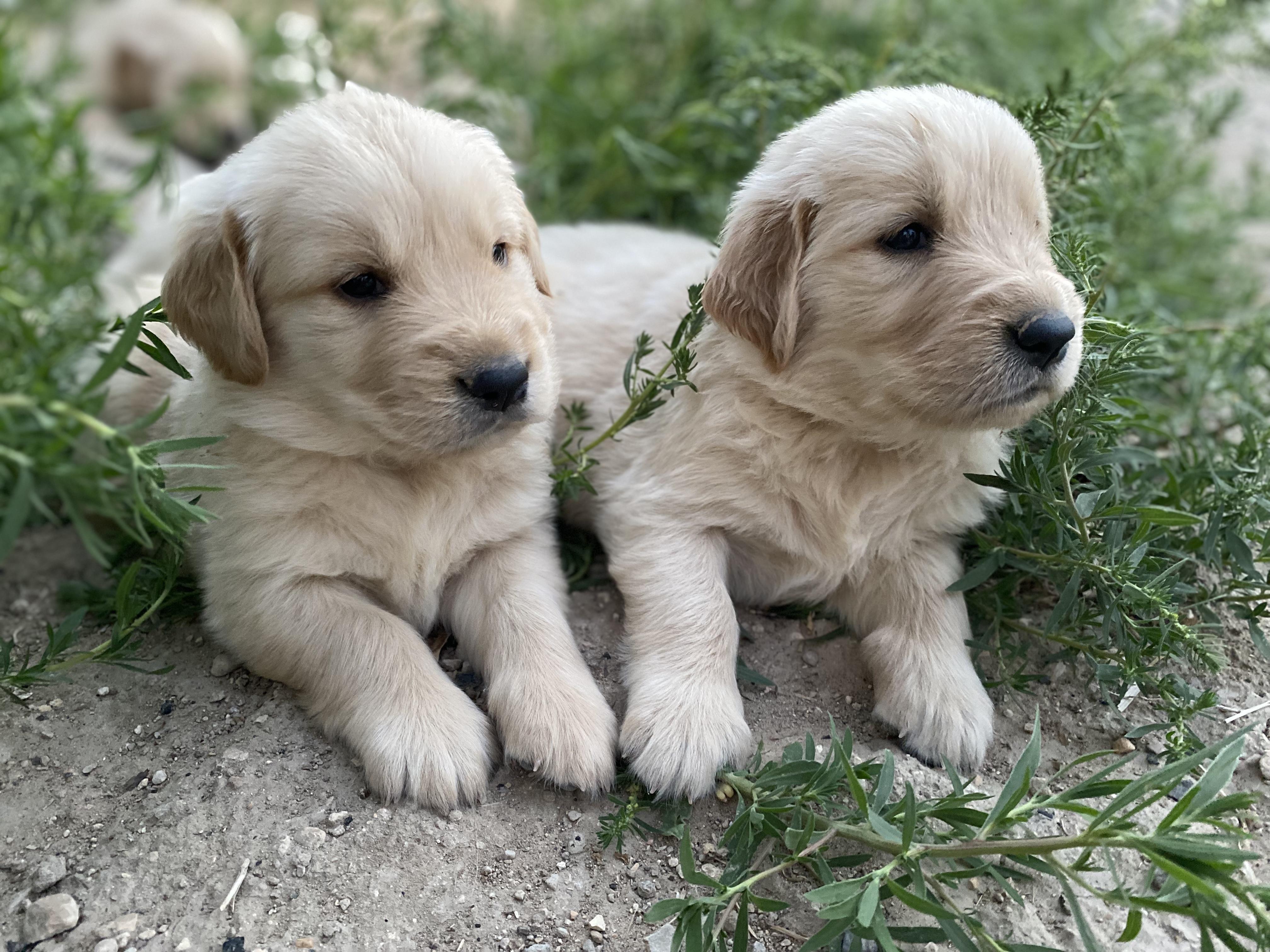 Castle Country Companions in Utah | Golden Retriever puppies | Good Dog