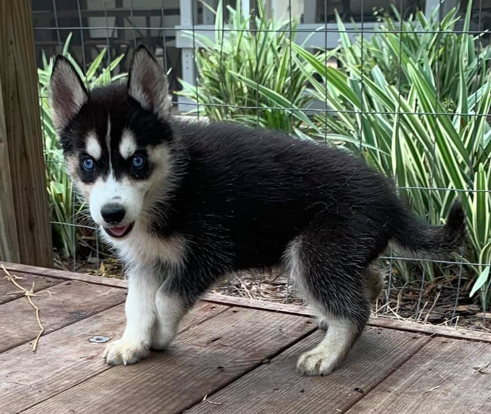 Florida Husky Den in Florida | Siberian Husky puppies | Good Dog