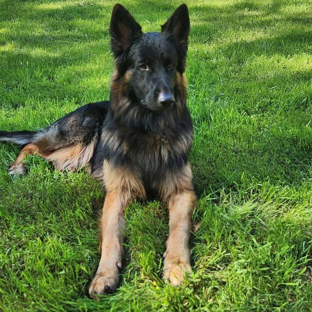 Bunkerhill Shepherds in Washington | German Shepherd puppies | Good Dog