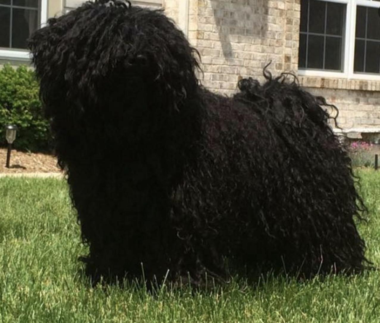 Spindrift Pulik in Pennsylvania | Puli puppies | Good Dog