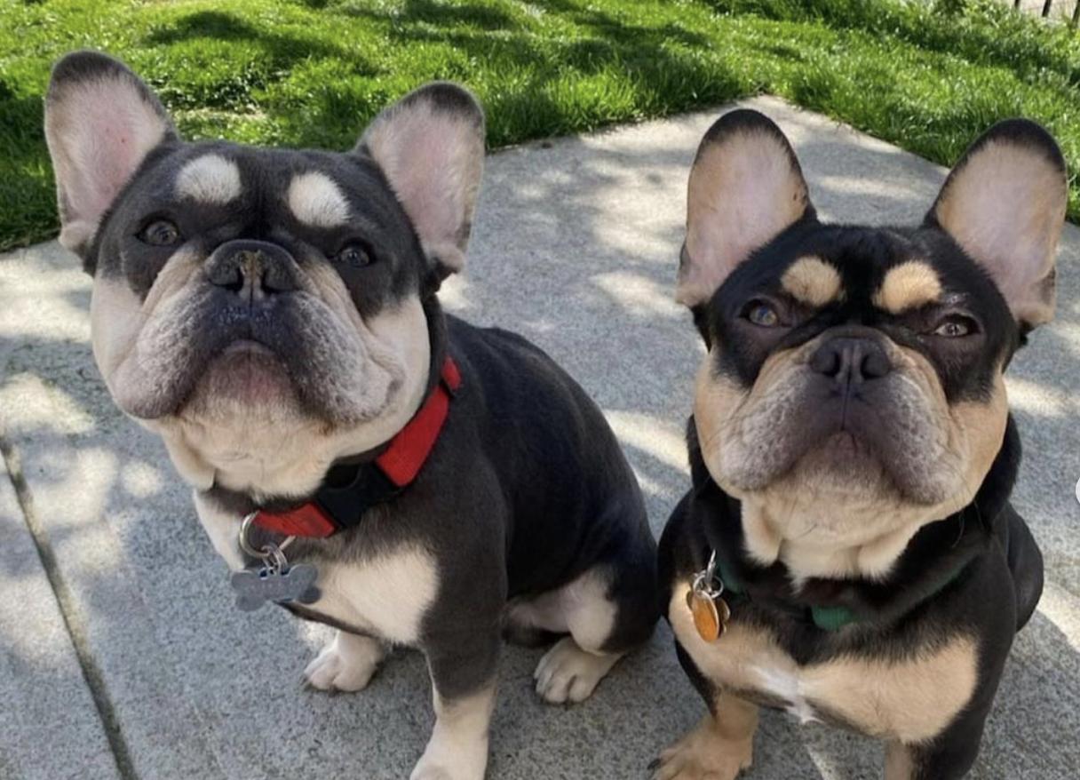 Royal Frenchies LLC in Rhode Island | French Bulldog puppies | Good Dog