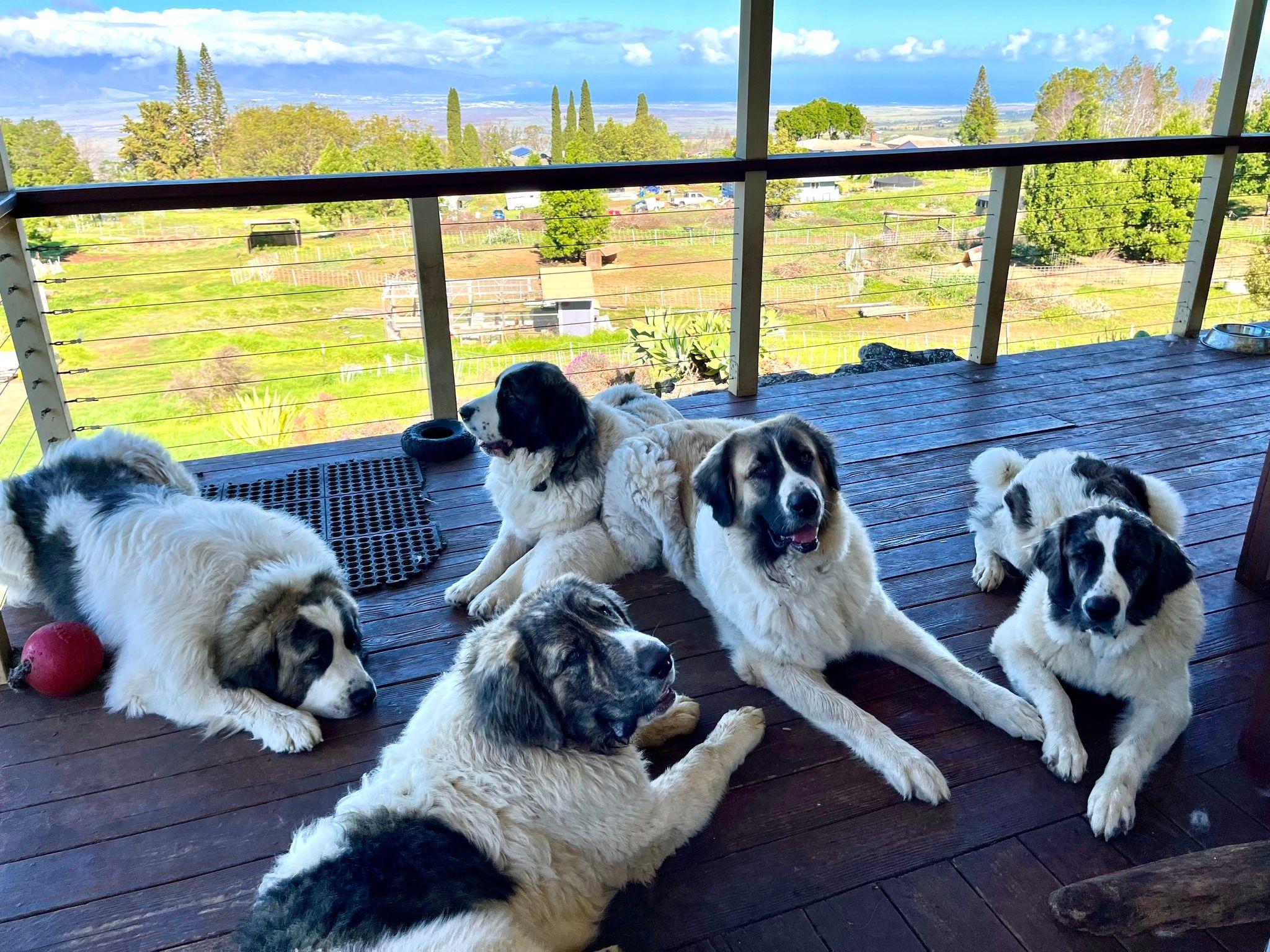 Pu’uwai O Pokela Farm in Hawaii | Pyrenean Mastiff puppies | Good Dog