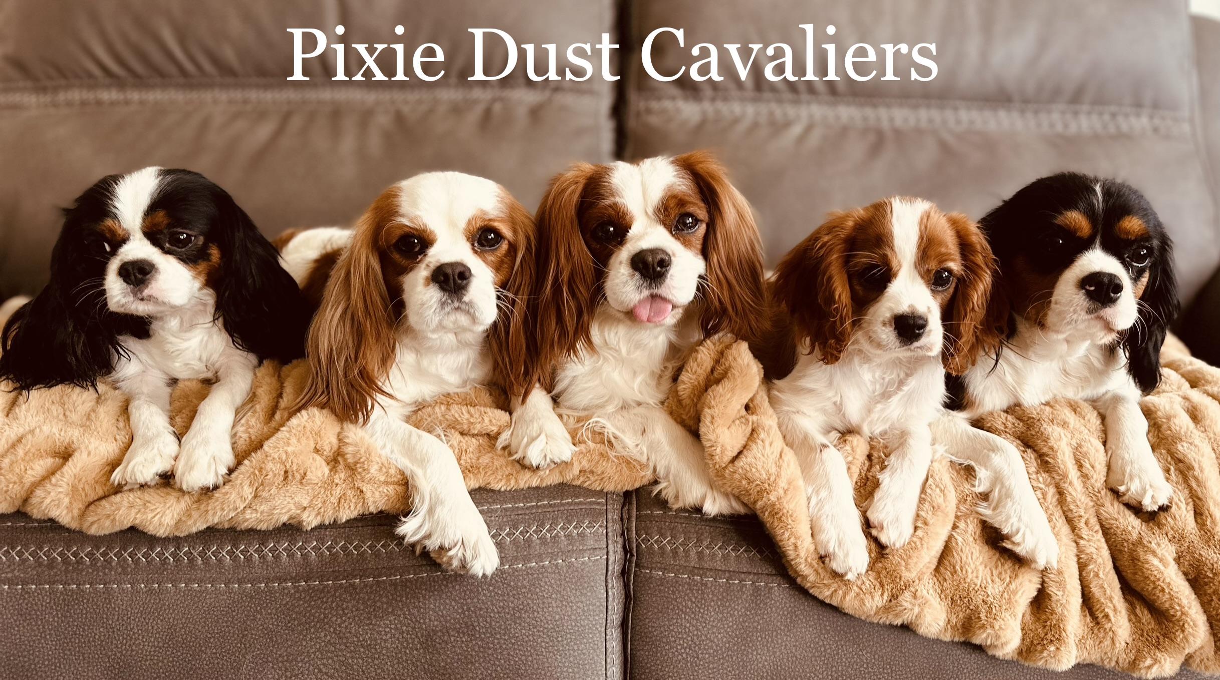 Pixie Dust Cavaliers in Arizona | Cavalier King Charles Spaniel and Cavapoo puppies | Good Dog