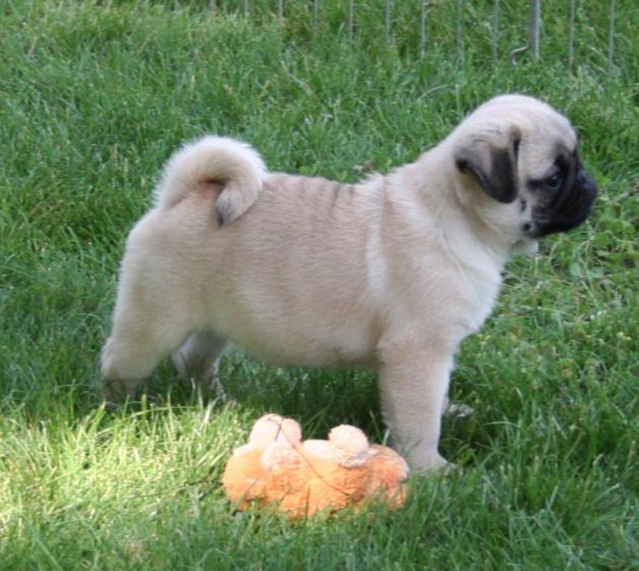 Millpond Pugs in California | Pug puppies | Good Dog