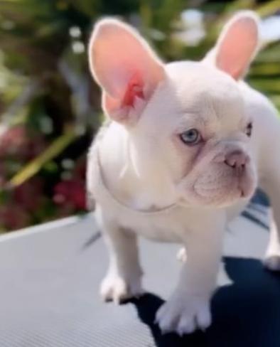 North Area French Bulldogs in California | French Bulldog puppies ...