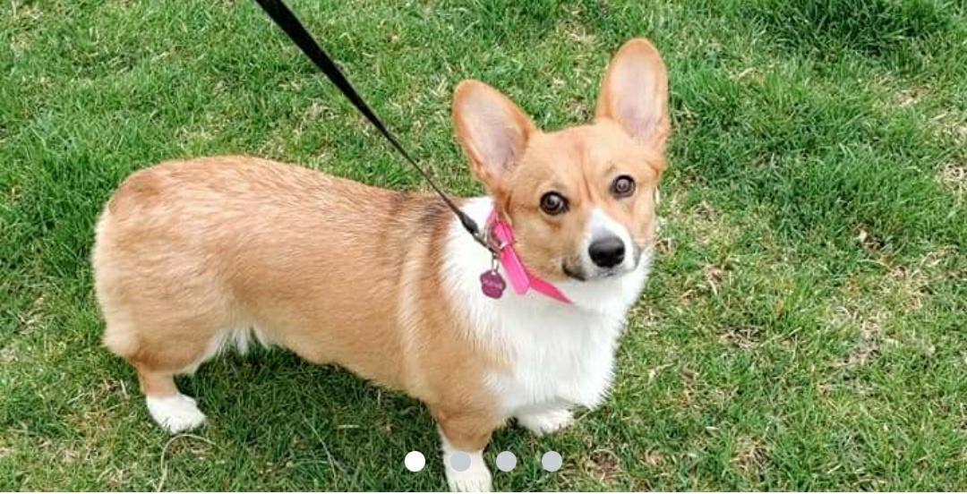 Christina's Corgis in Michigan | Pembroke Welsh Corgi puppies | Good Dog