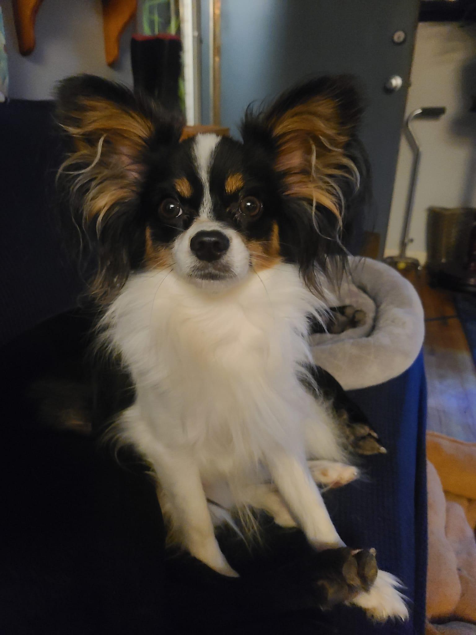 Rene's Papillon in Tennessee | Papillon puppies | Good Dog