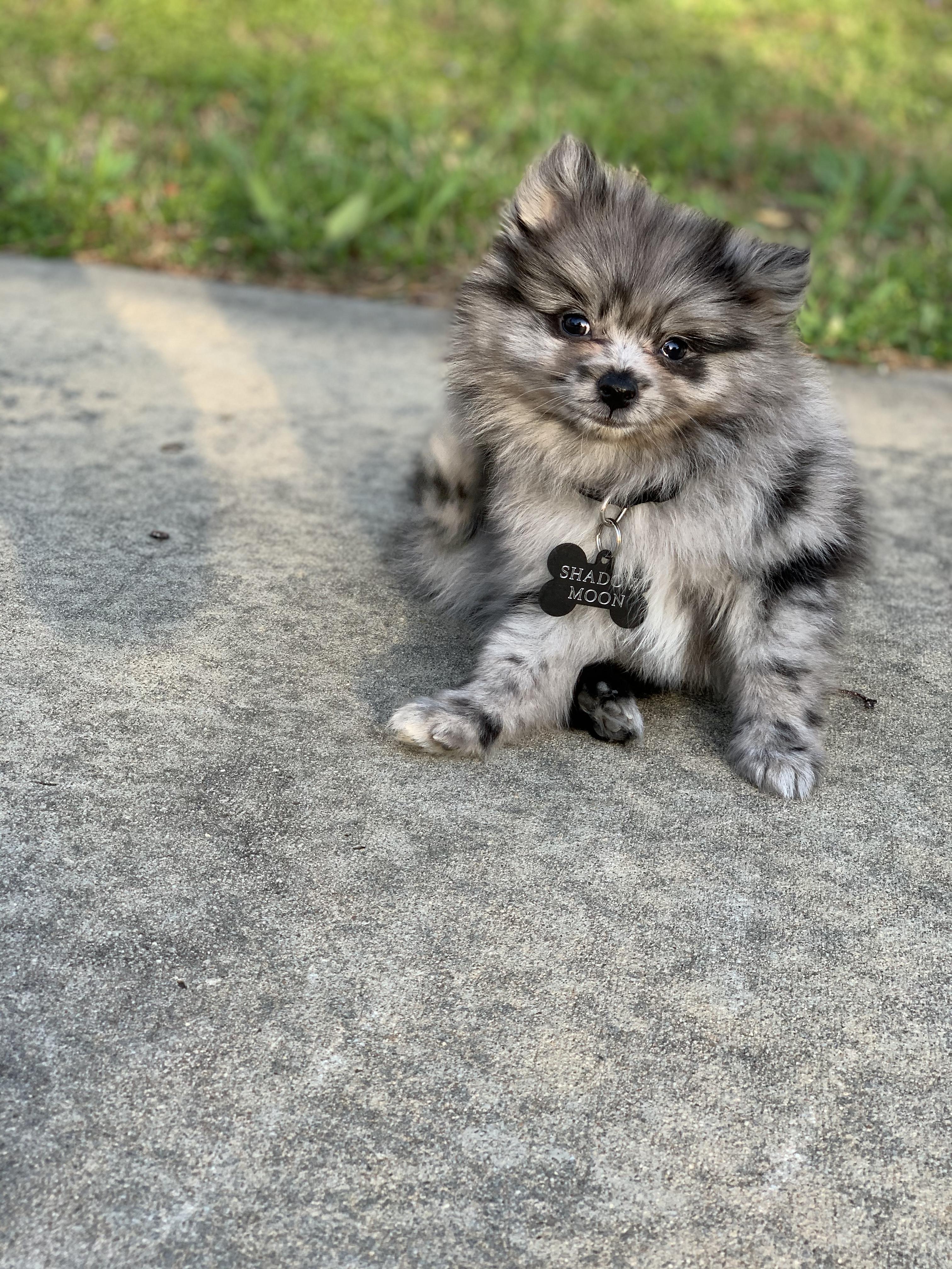 Merle Paws Pomeranians in Georgia | Pomeranian puppies | Good Dog