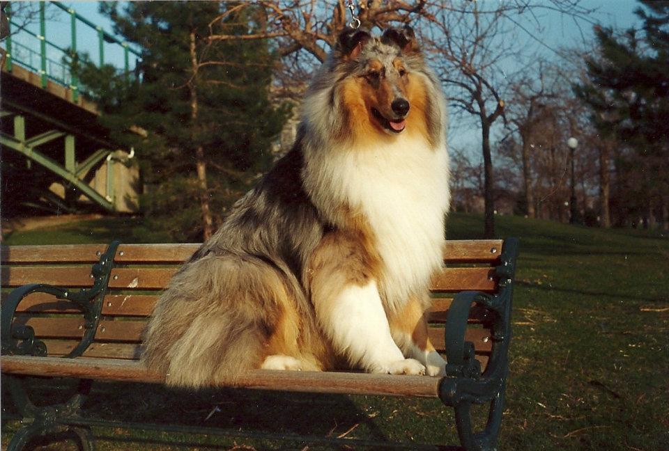 Decor's Collies in Michigan | Collie puppies | Good Dog