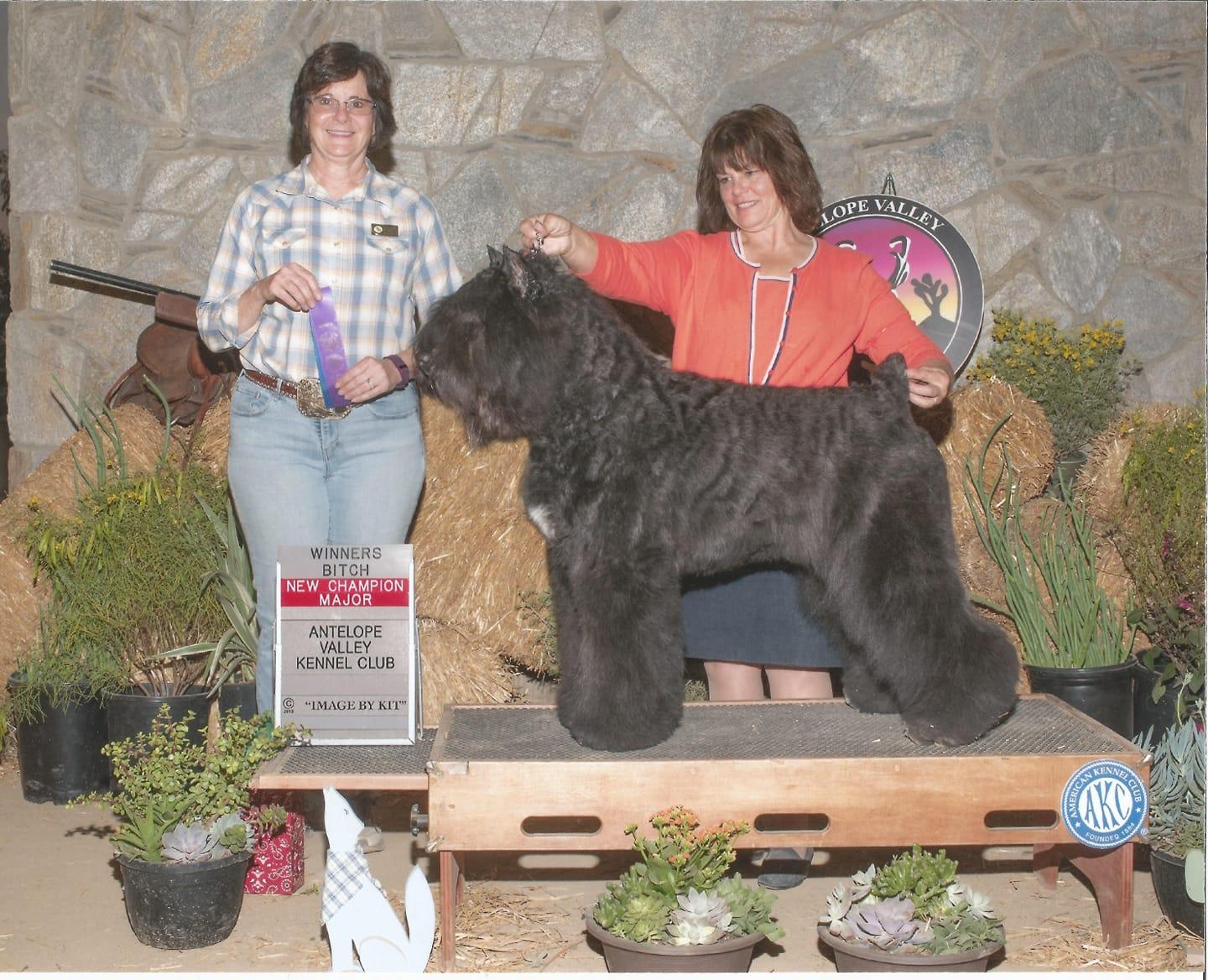 Bon Chien Bouviers in Georgia | Bouvier des Flandres puppies | Good Dog