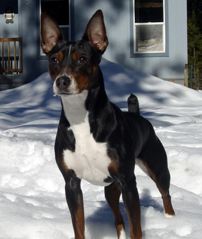 Skippin CJ Standard Rat Terriers in California | Rat Terrier puppies ...