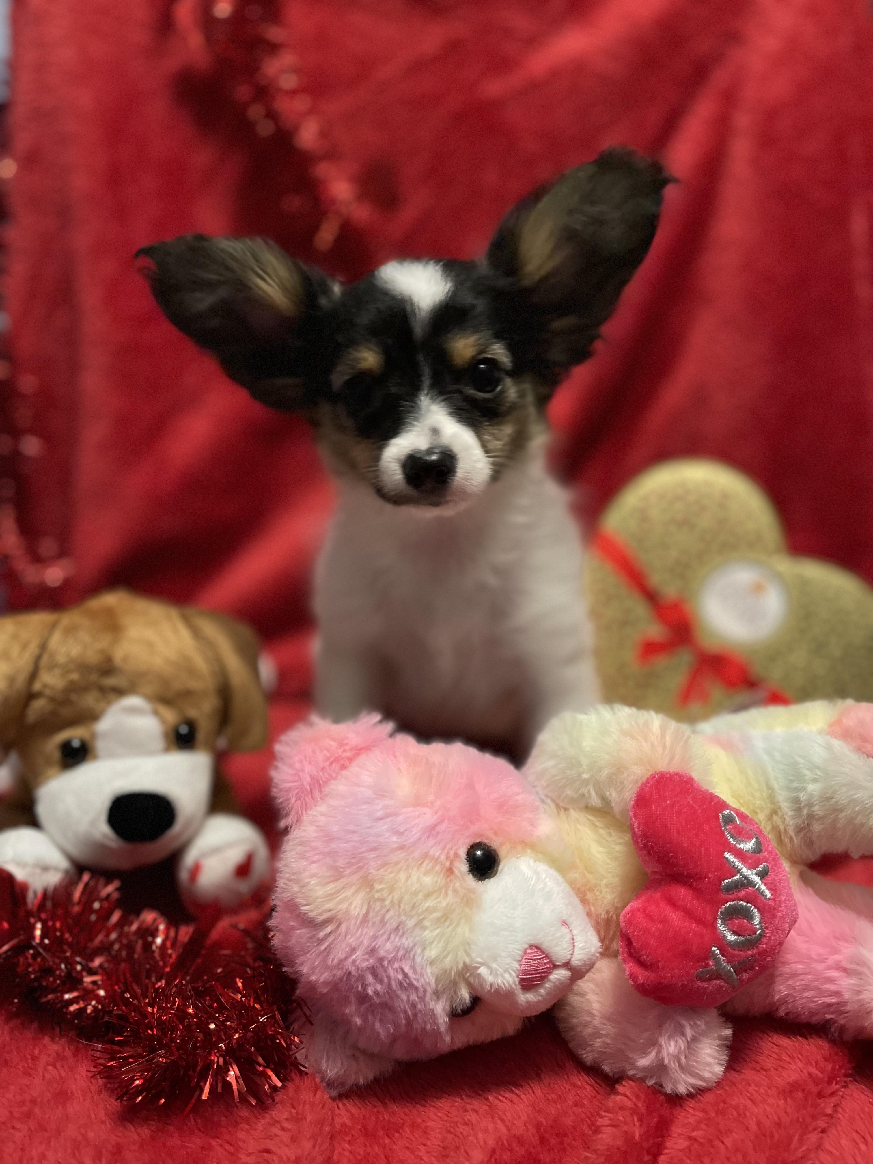 Pinnacle Papillons in Tennessee | Papillon puppies | Good Dog