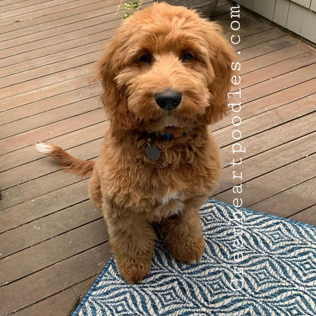 Green Heart Poodles and Doodles in North Carolina | Goldendoodle and ...