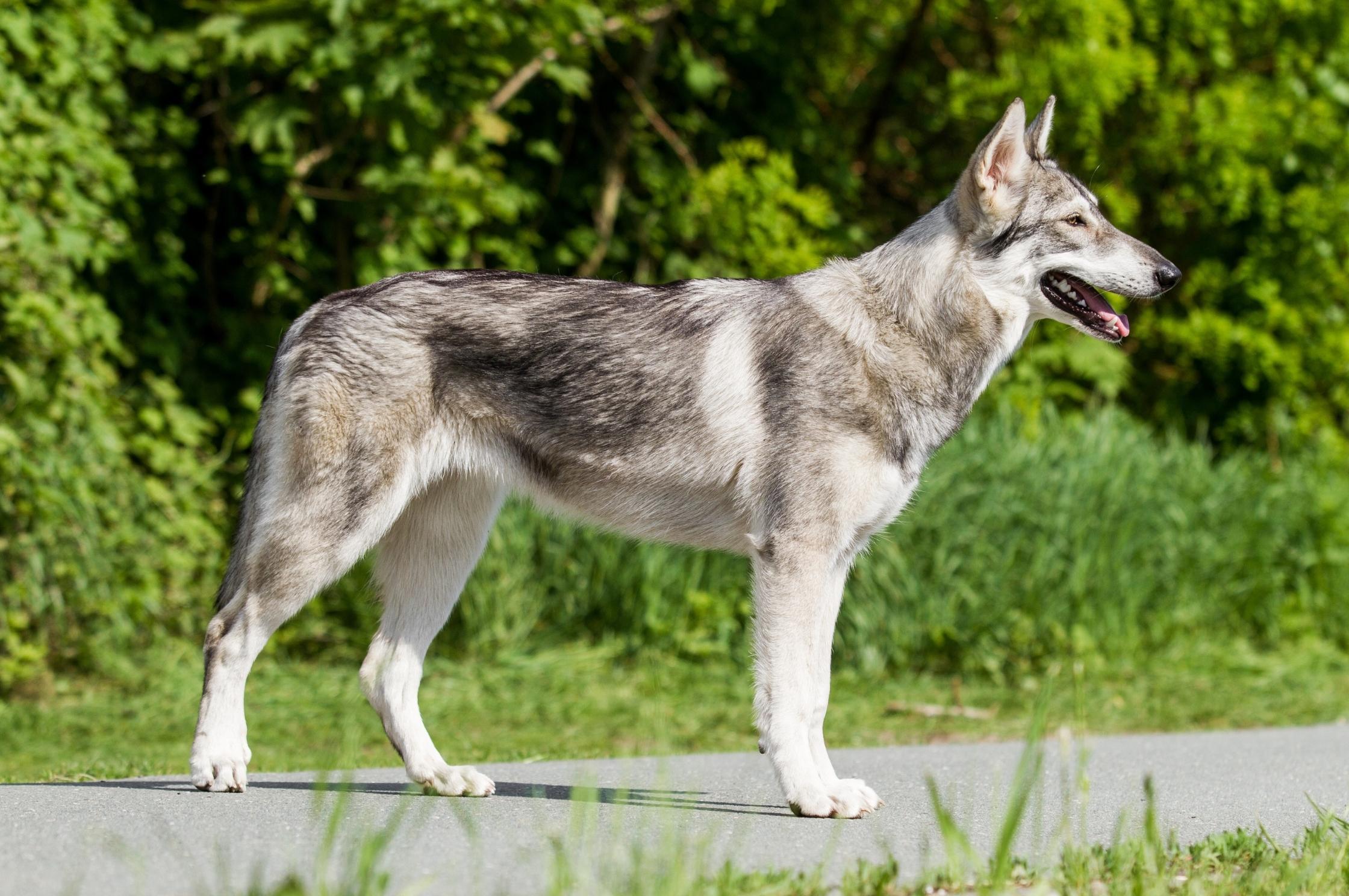 #1 Guide to Health Testing — Northern Inuit Dog | Good Dog