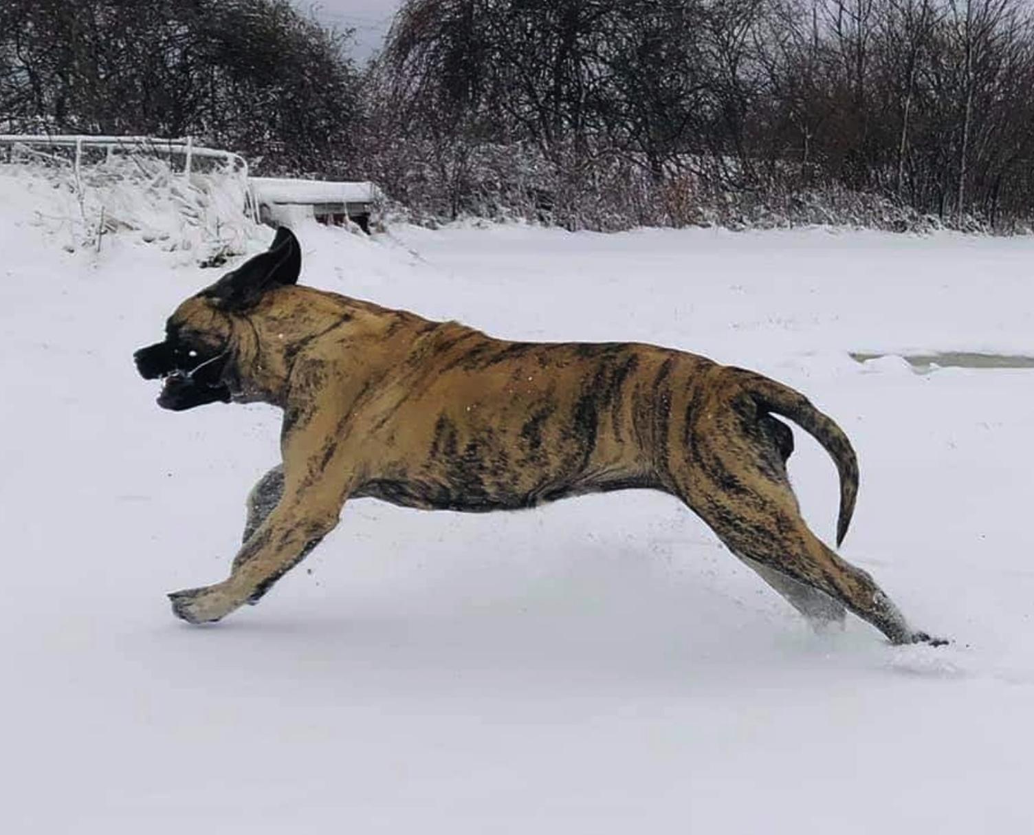 Eagle Clan Mastiffs in Nevada | Mastiff puppies | Good Dog