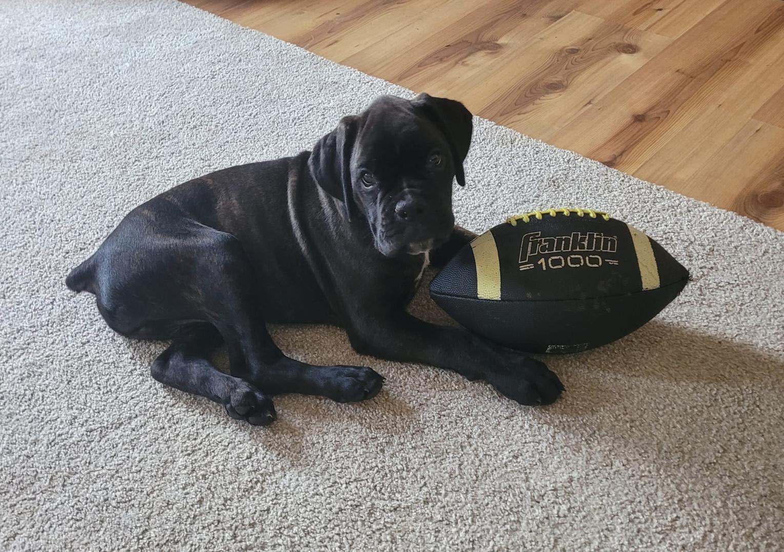 Pick A Pup in Missouri | Boxer puppies | Good Dog