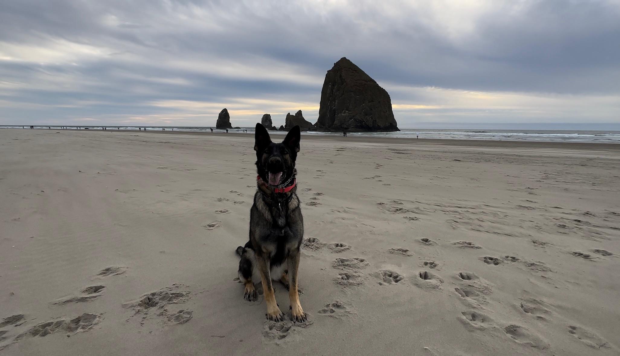 Vom Stille Teufelshunde Kennels in Utah | German Shepherd puppies ...