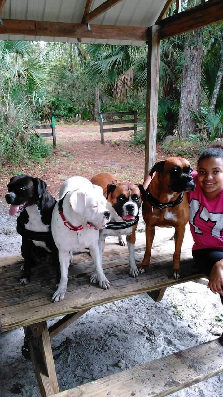 Huntley Boxer Pieces in Florida | Boxer puppies | Good Dog