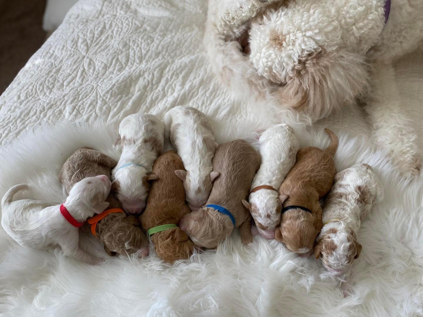 Doodles by Darren in Ohio | Bernedoodle and Goldendoodle puppies | Good Dog