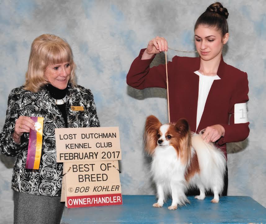 Coppertone Papillons in Arizona | Papillon puppies | Good Dog